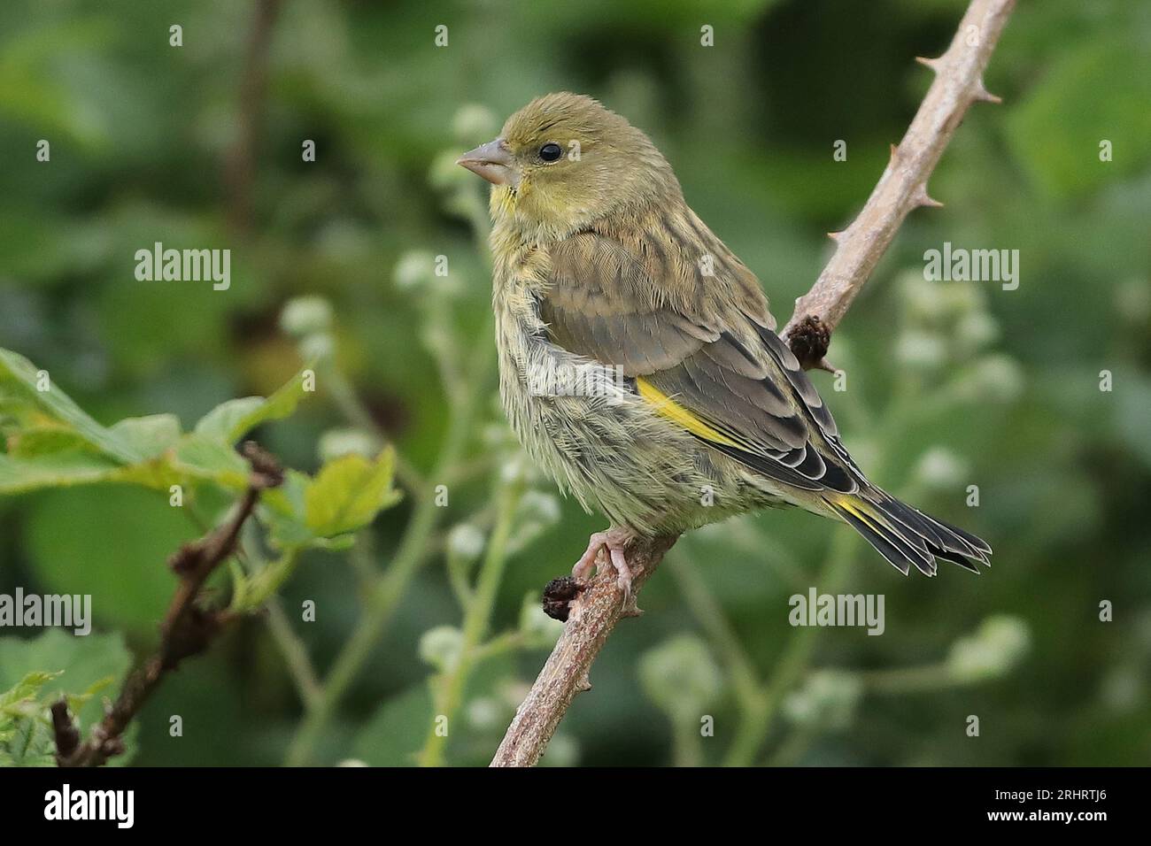 Juvenile greenfinch hi-res stock photography and images - Alamy