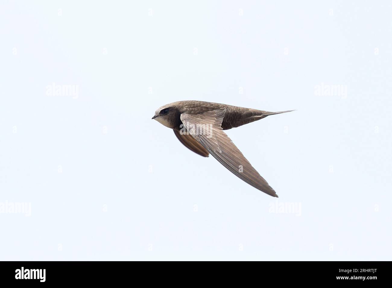 Common swift (Apus apus pekinensis, Apus pekinensis), in flight, side ...