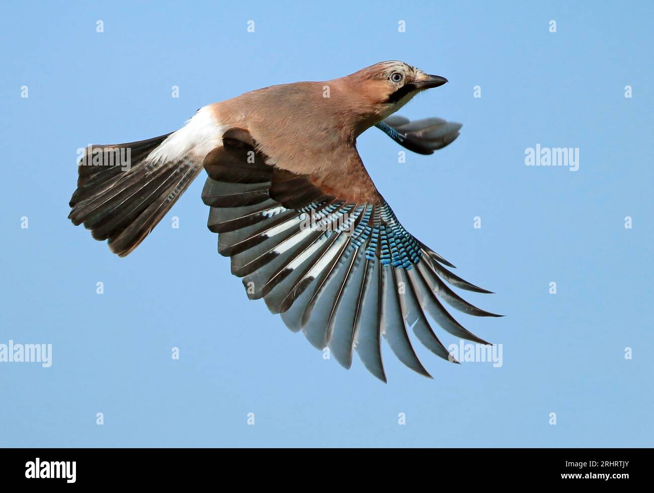 jay (Garrulus glandarius), adult in flight, seen from the side, showing ...