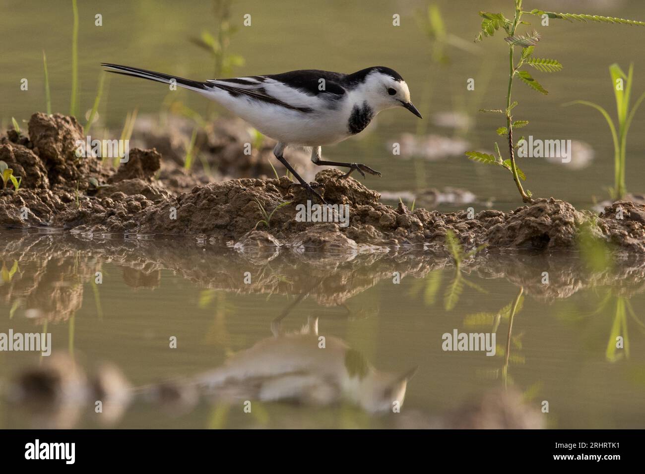 Chinese wagtail, Amur wagtail, Amur white wagtail (Motacilla alba ...