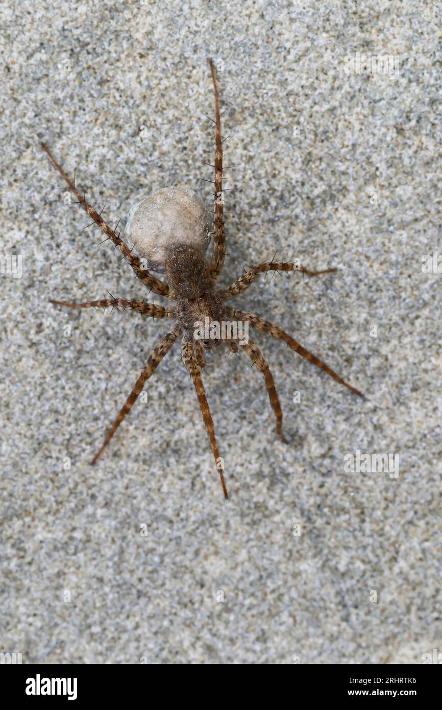 Wolf spiders female hi-res stock photography and images - Alamy