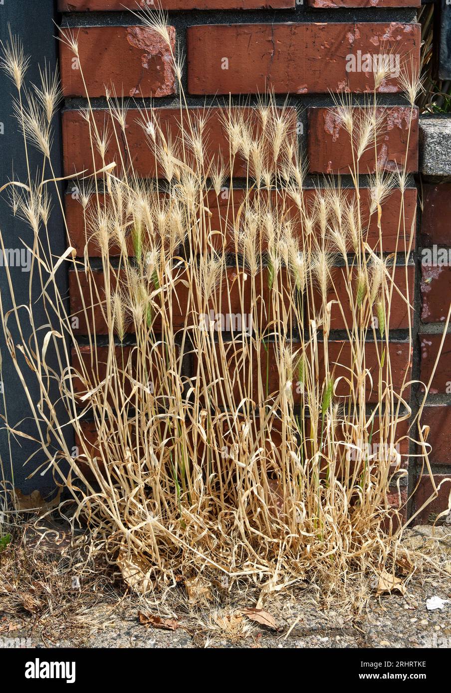 mouse barley (Hordeum murinum), ripe mouse barley at the roadside ...