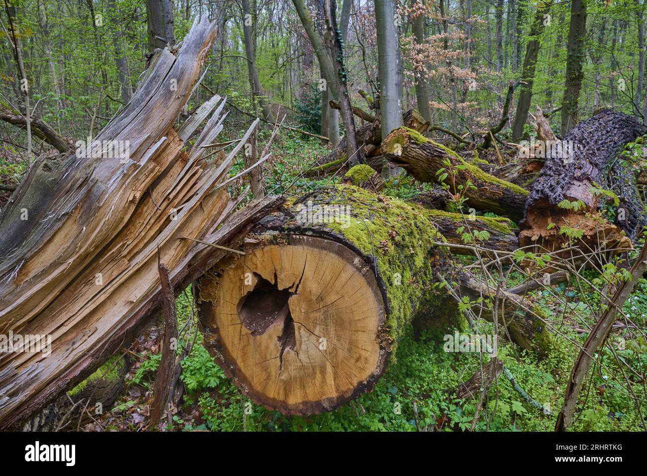 Wind damaged plant hi-res stock photography and images - Alamy