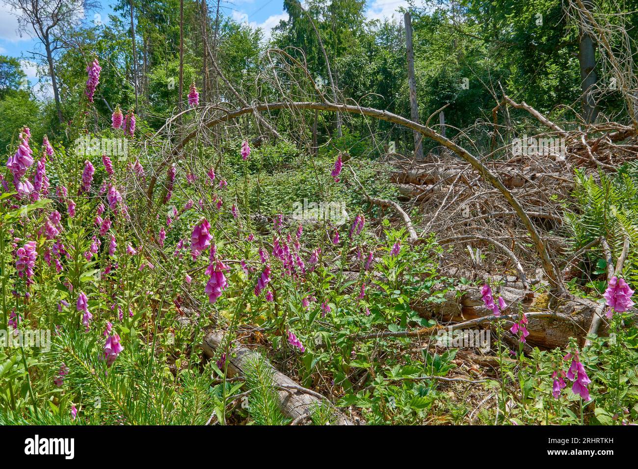 reforestation of a windthrow area after a violent thunderstorm in 2019 ...