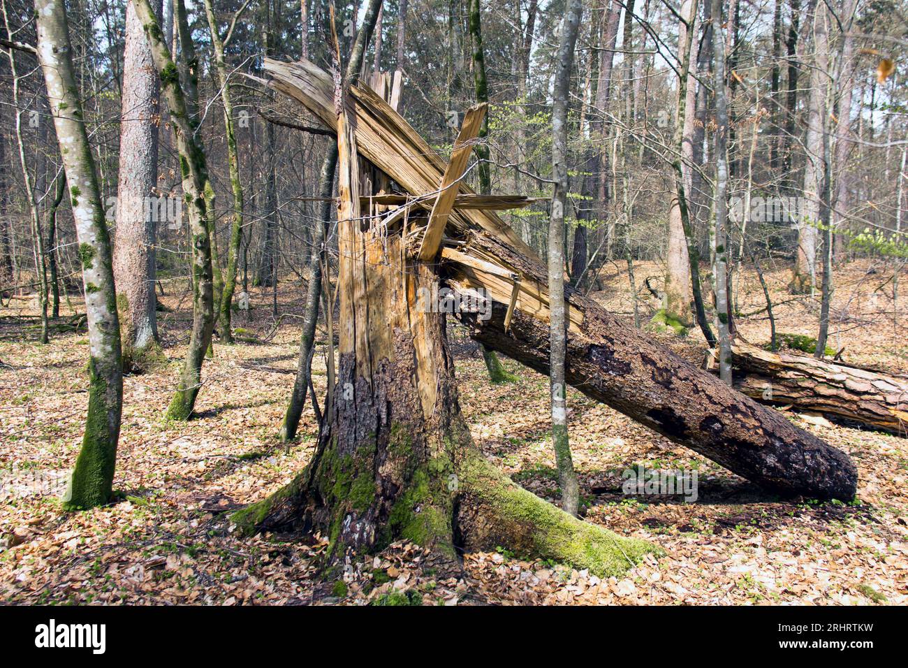 Broken tree forest hi-res stock photography and images - Alamy