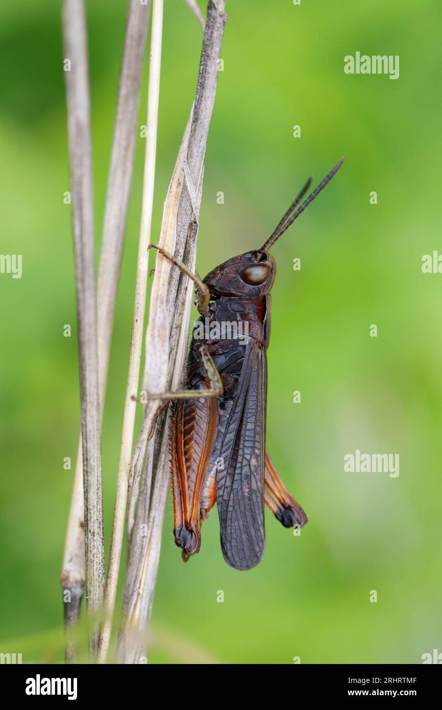 Woodland grasshopper (Omocestus rufipes, Omocestus ventralis), sitting ...