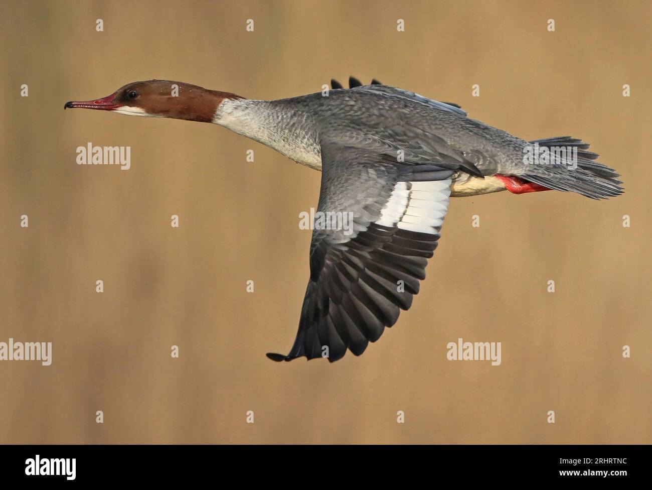 goosander (Mergus merganser), female in flight, side view, Netherlands ...
