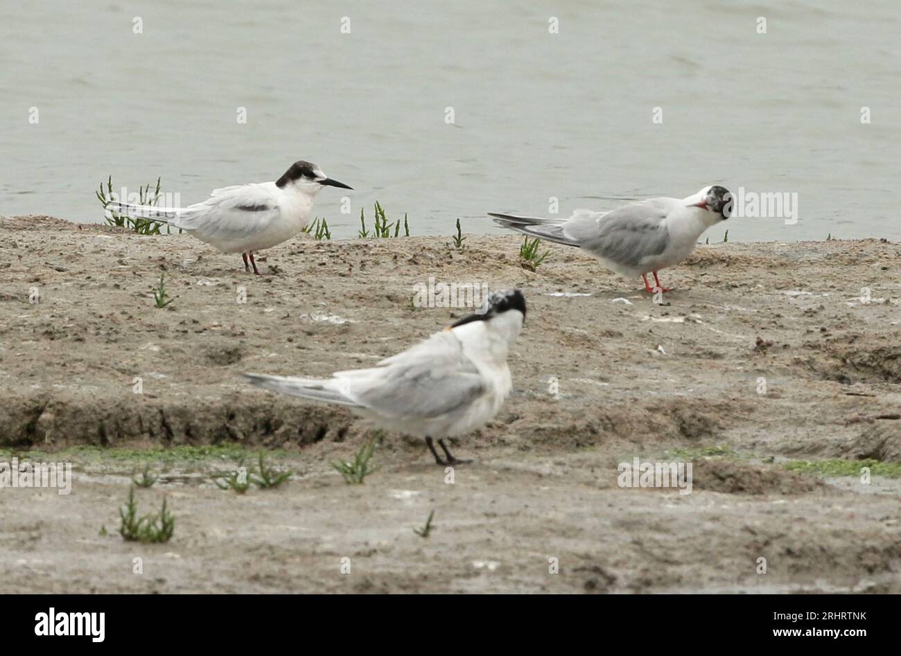 roseate tern (Sterna dougallii), Second calendar year Roseate Tern in ...