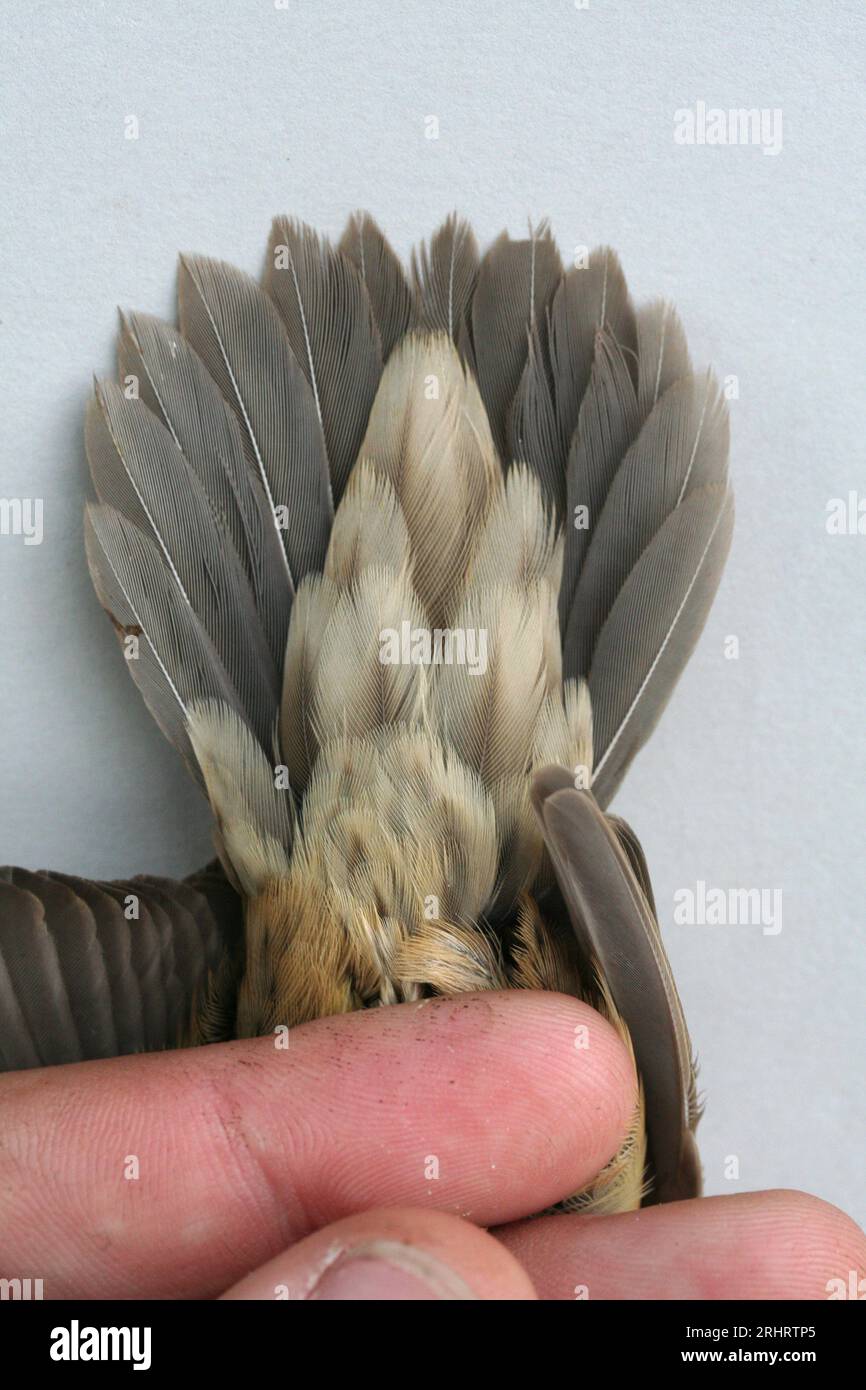grasshopper warbler (Locustella naevia), underside of the tail feathers ...