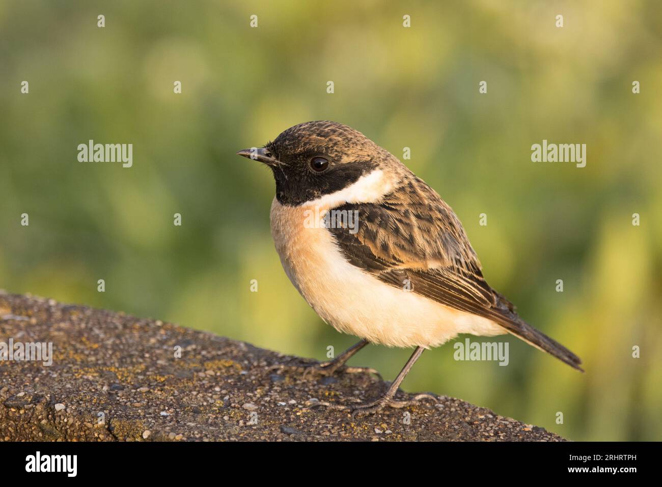 Amur stonechats hi-res stock photography and images - Alamy