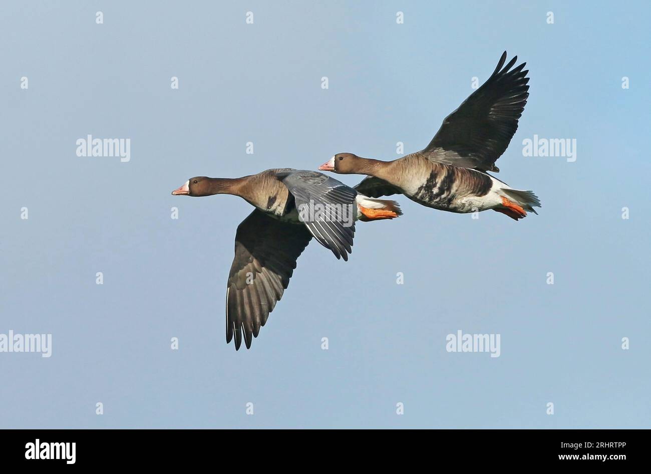 white-fronted goose, greater white-fronted goose (Anser albifrons), two ...