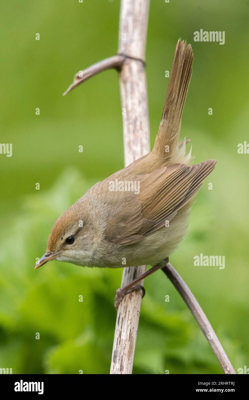 Korean bush warbler, Manchurian Bush Warbler (Horornis canturians ...