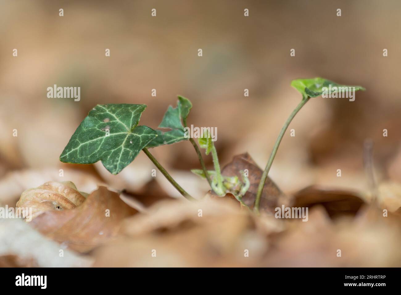 English ivy, common ivy (Hedera helix), on forest ground, Germany Stock ... English ivy, common ivy (Hedera helix), on forest ground, Germany Stock ...