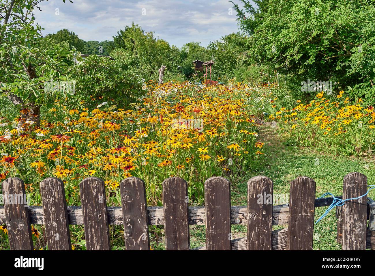 cone flower (Rudbeckia spec.), nature garden with flowering coneflower ...
