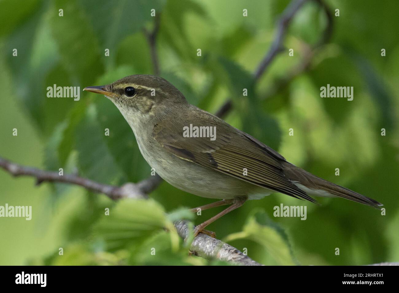 Japanese Leaf Warbler, Pacific Leaf Warbler (Phylloscopus xanthodryas ...
