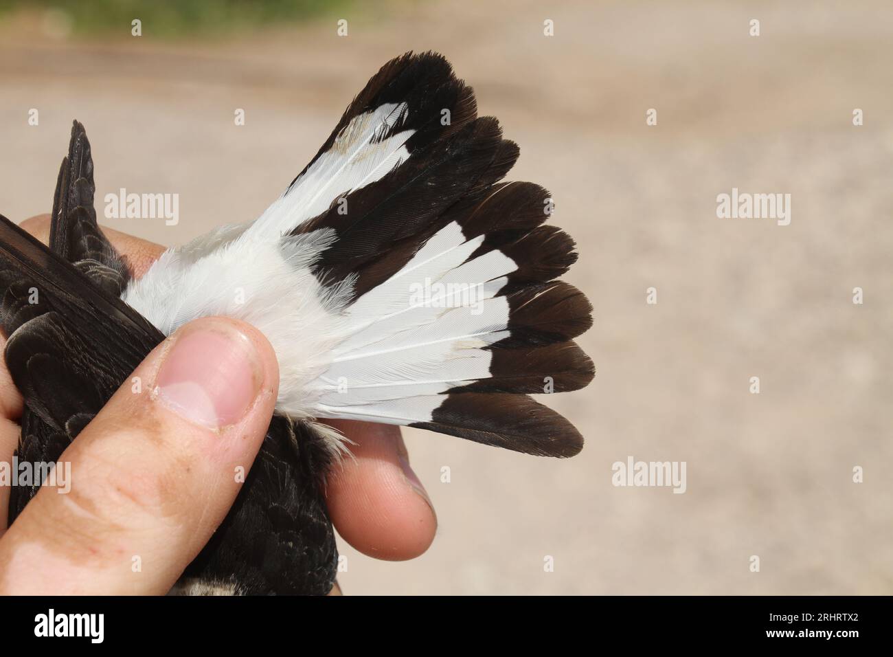 cyprus wheatear (Oenanthe cypriaca), tail feathers of a male, Israel ...