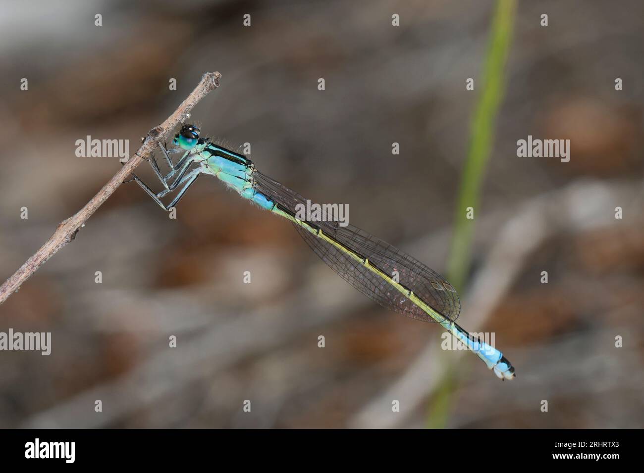 common ischnura, blue-tailed damselfly (Ischnura elegans), female at a ...