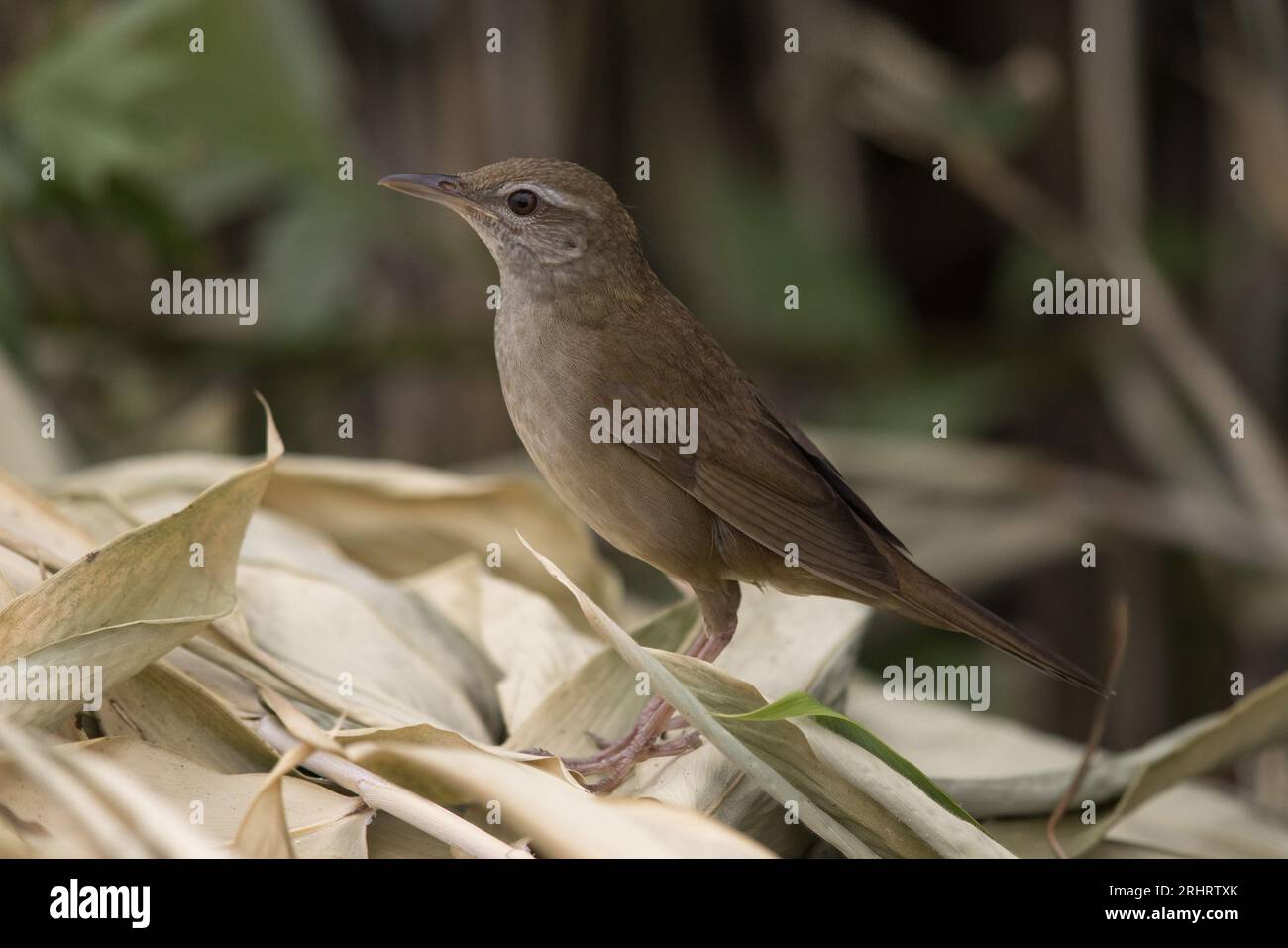 Sakhalin grasshopper warbler, Stepanyan's grasshopper warbler ...