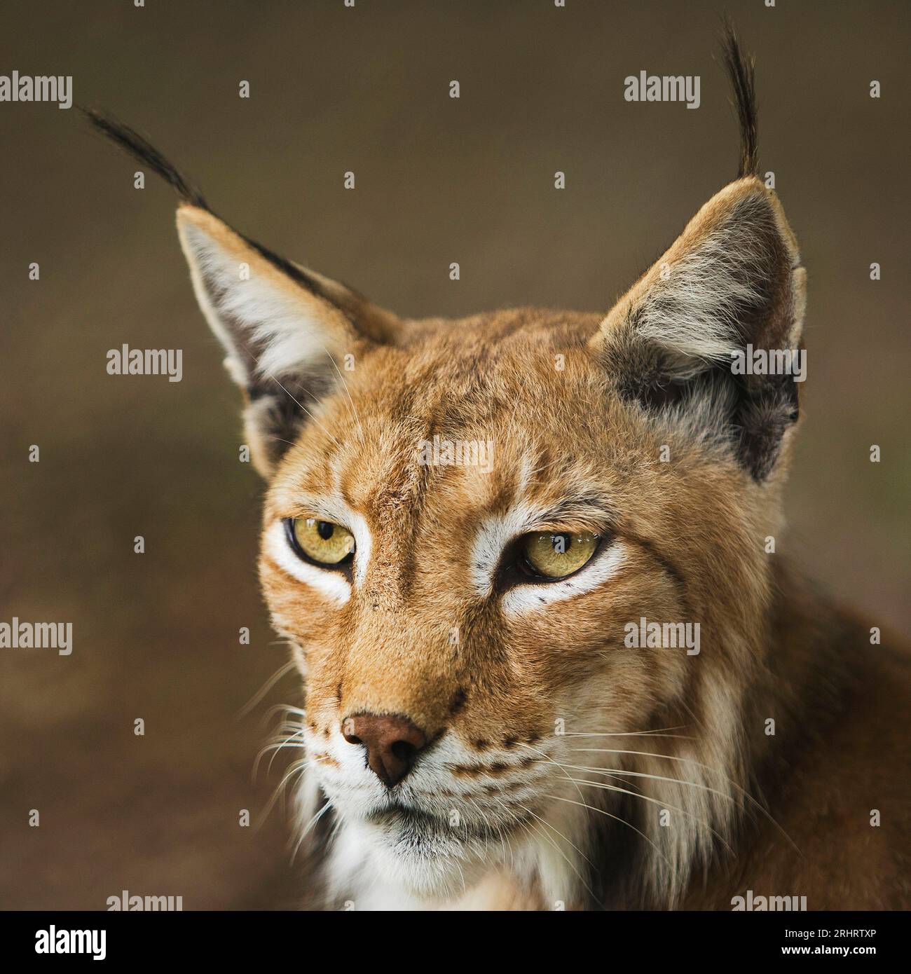 northern lynx (Lynx lynx lynx), portrait, front view, Germany Stock ...