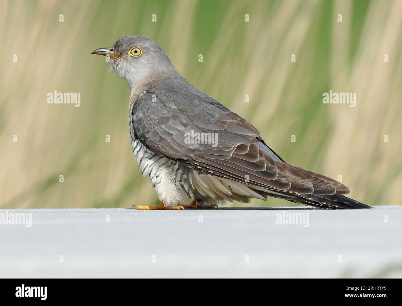 Eurasian cuckoo, common cuckoo (Cuculus canorus), female perching on a ...