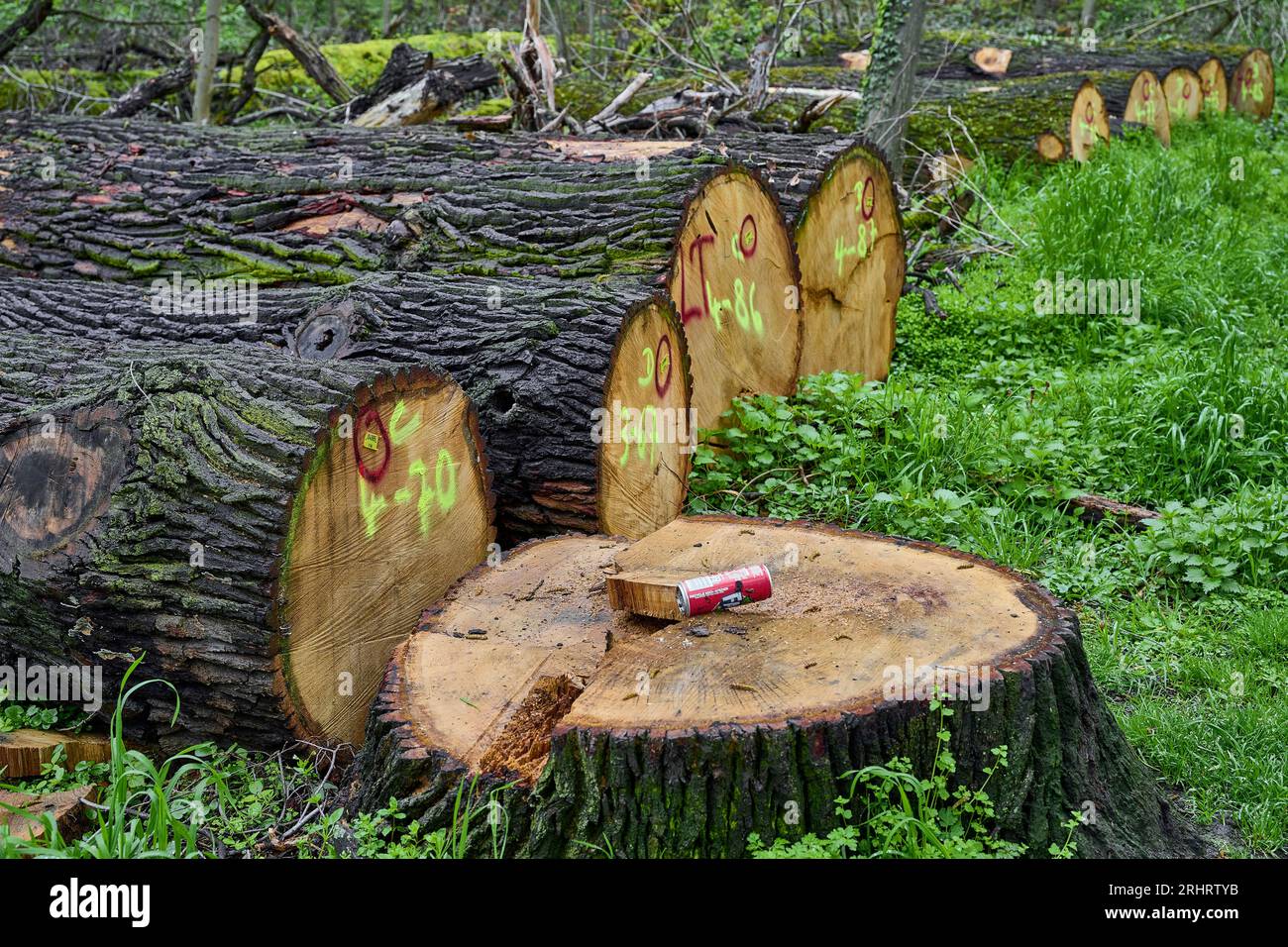 felled oak logs in the forest, low-quality oak wood of quality grades B ...