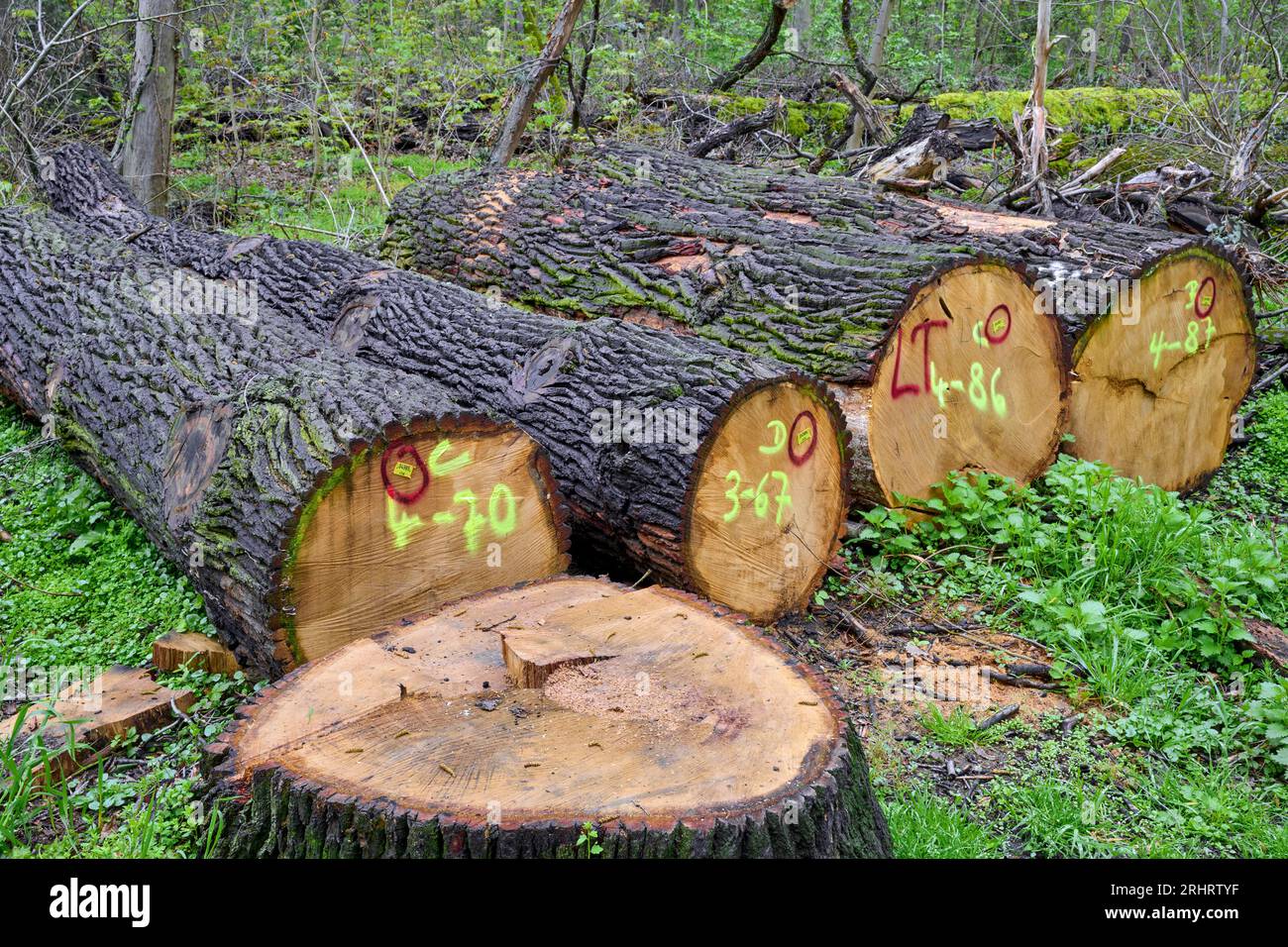 felled oak logs in the forest, low-quality oak wood of quality grades B ...