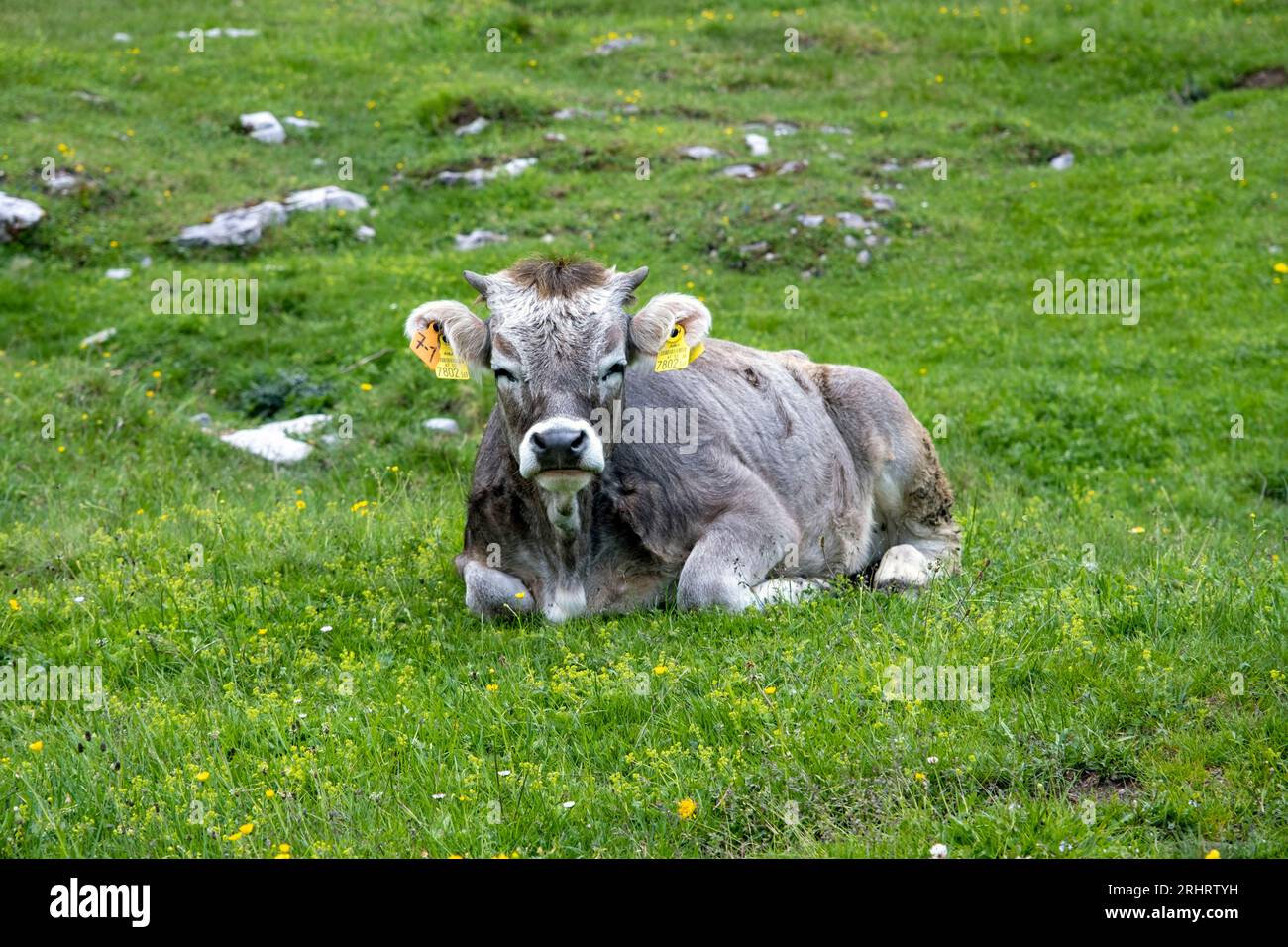 domestic cattle (Bos primigenius f. taurus), cow on the Postalm ...
