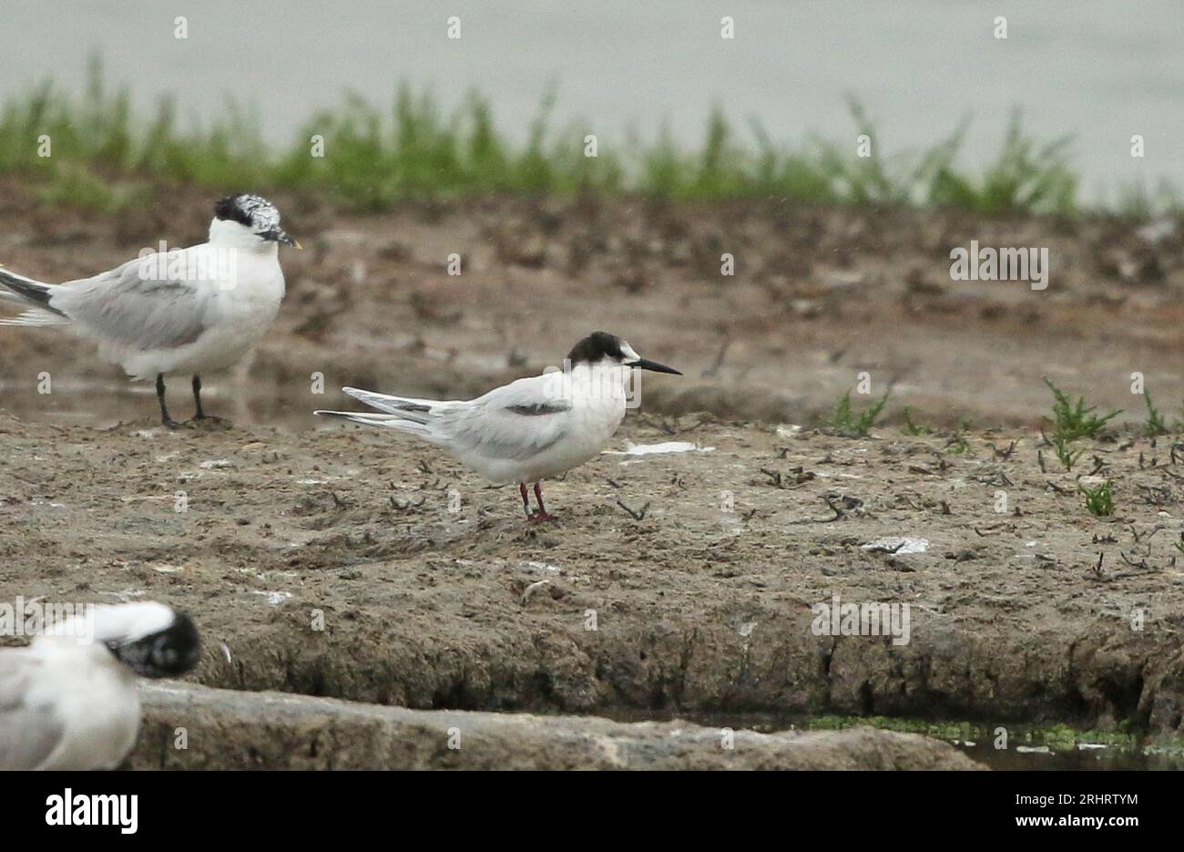 roseate tern (Sterna dougallii), Second calendar year Roseate Tern in ...