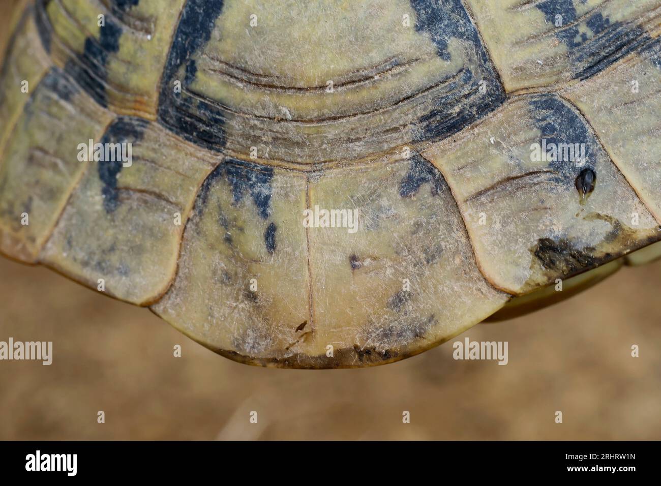 Hermanns tortoise, Greek tortoise, Boettgers tortoise (Testudo hermanni ...