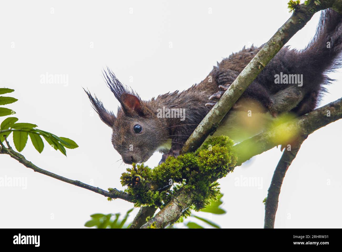 European red squirrel, Eurasian red squirrel (Sciurus vulgaris ...
