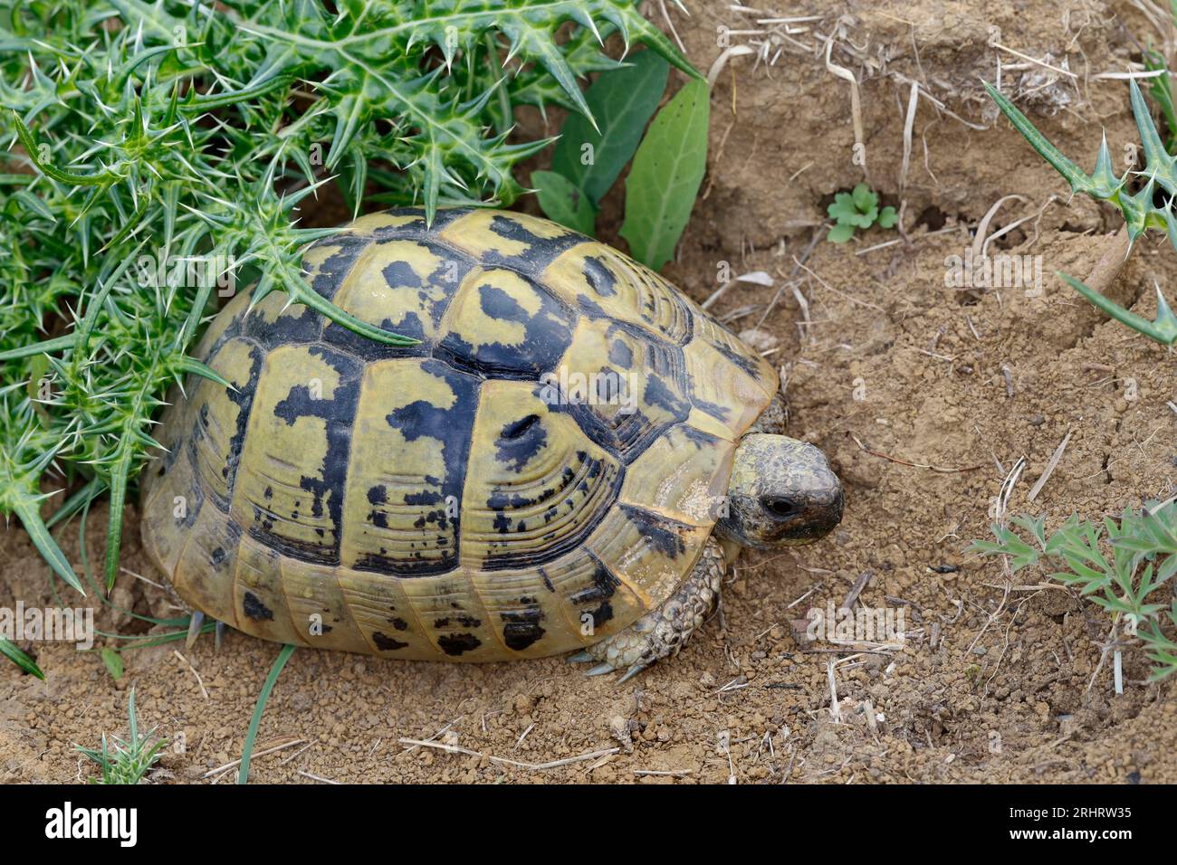 Hermanns tortoise, Greek tortoise, Boettgers tortoise (Testudo hermanni ...