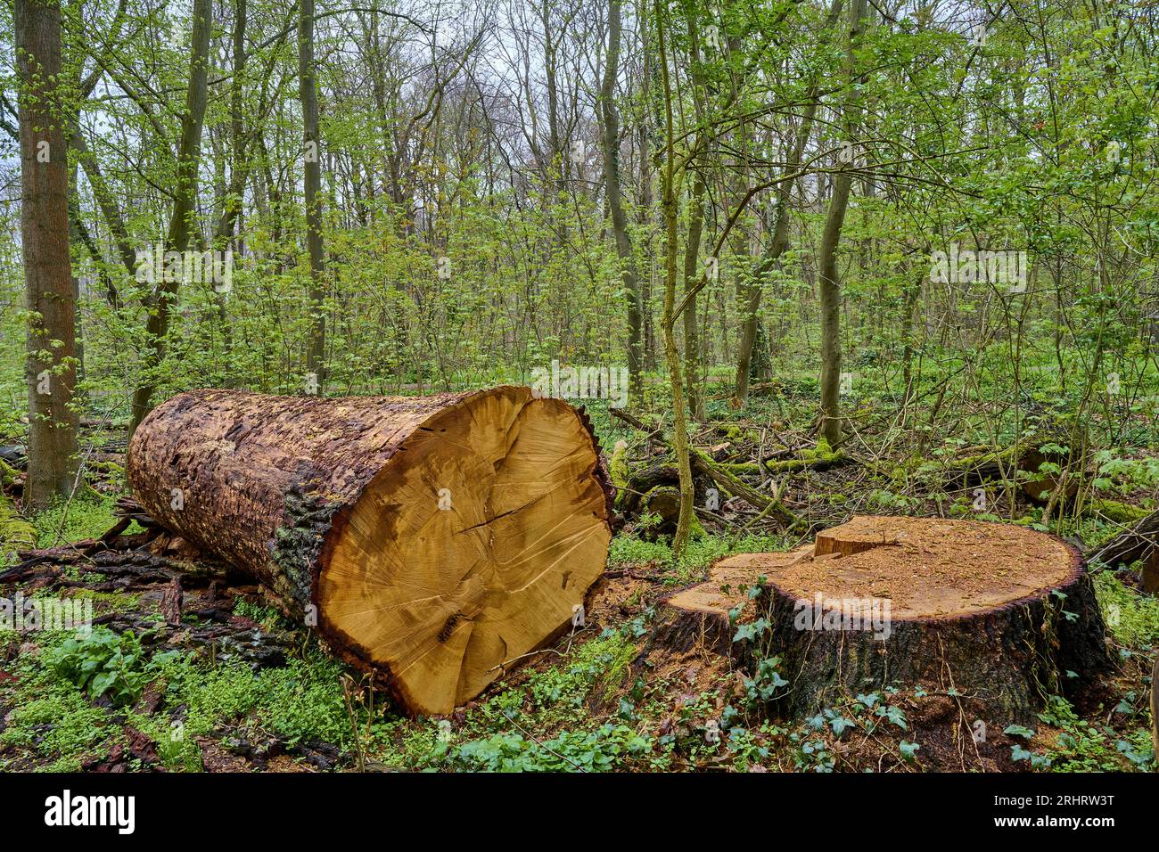 oak (Quercus spec.), mighty dead oak was felled and remains as deadwood ...