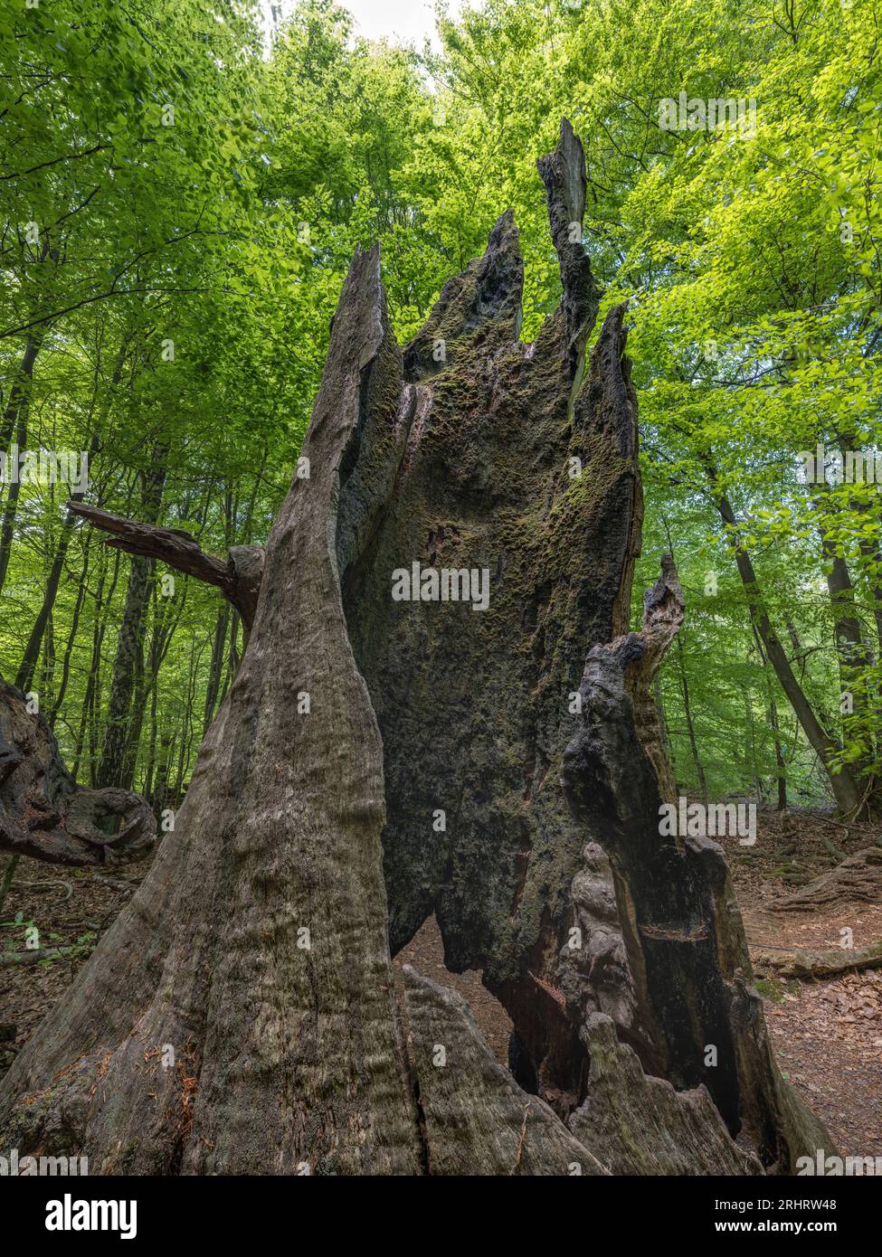 common beech (Fagus sylvatica), dead beech in the ancient forest of ...