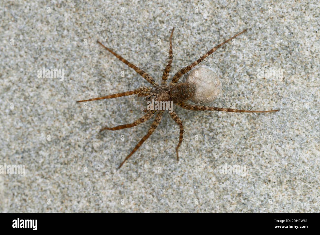 Wolf spiders female hi-res stock photography and images - Alamy