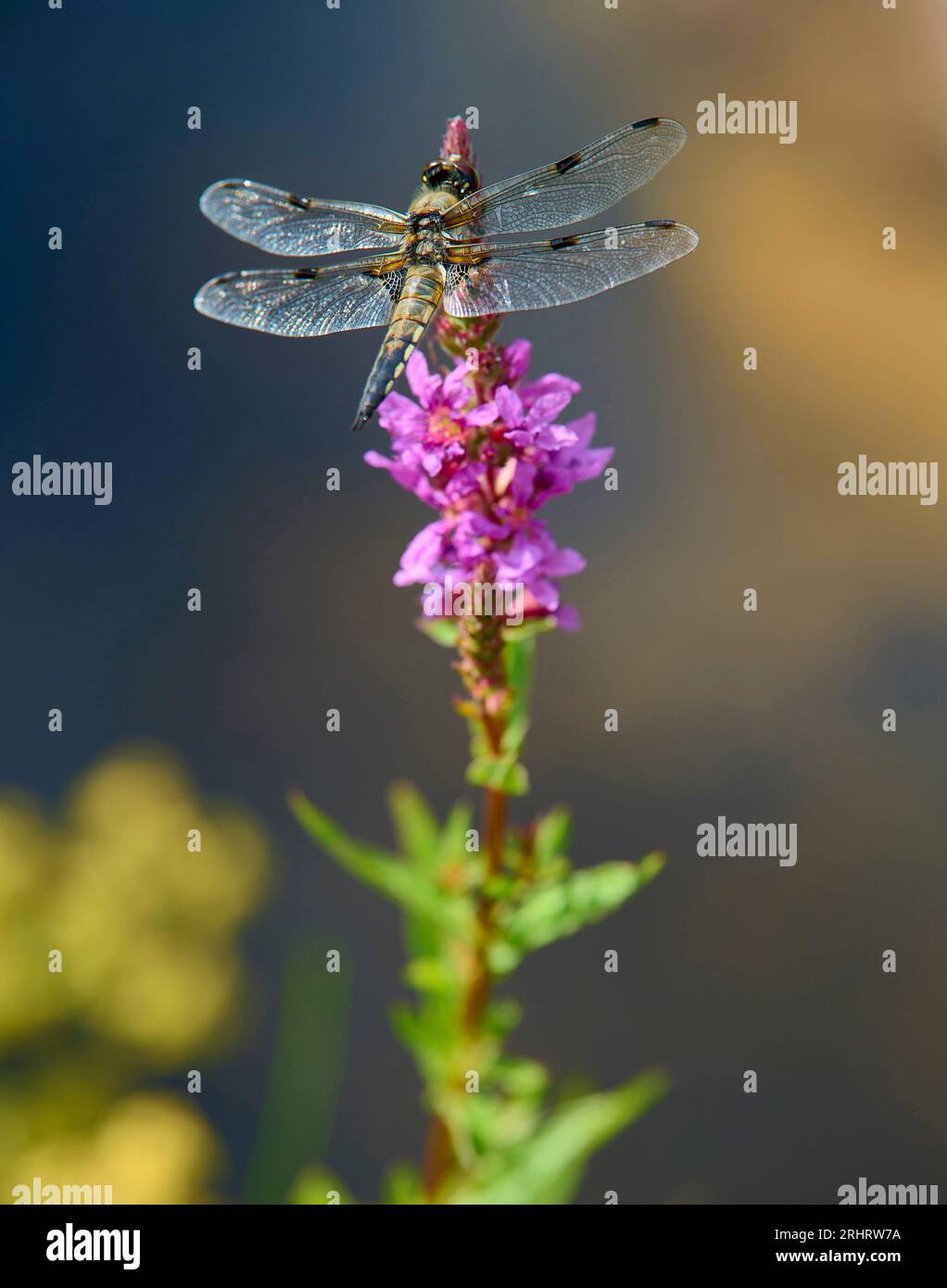 four-spotted libellula, four-spotted chaser, four spot (Libellula ...