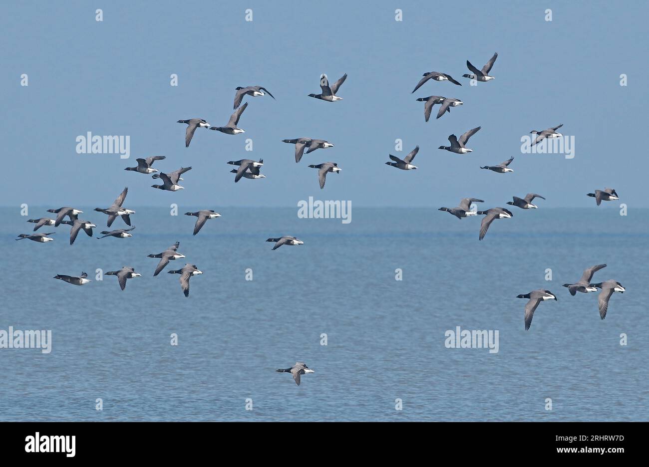 brent goose, brant goose (Branta bernicla), troop in flight above the ...