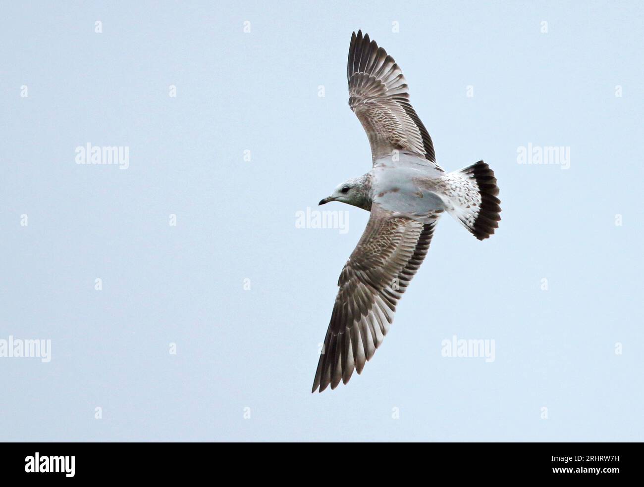 mew gull (Larus canus), immature bird in flight, dorsal view ...