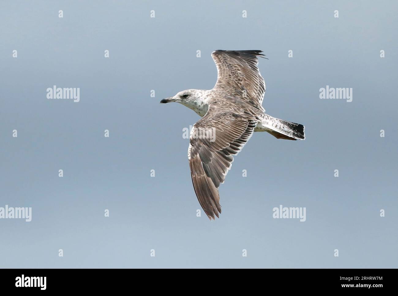 lesser black-backed gull (Larus fuscus), Second calendar year Lesser ...