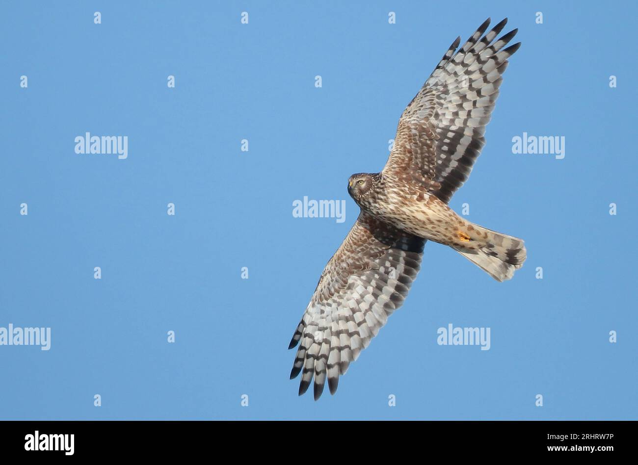hen harrier (Circus cyaneus), adult female flying, underside, showing ...