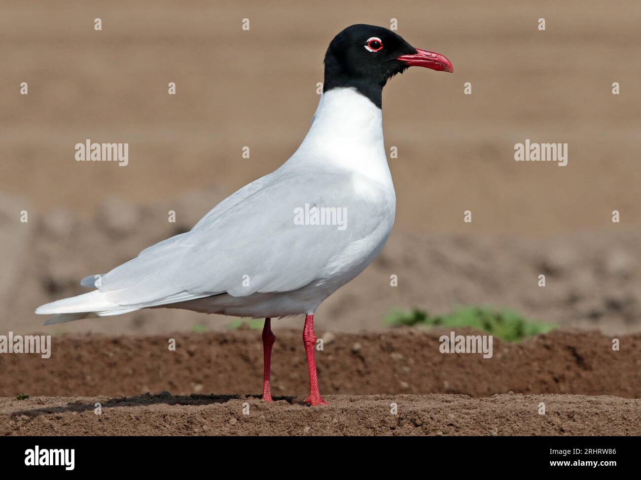 mediterranean gull (Ichthyaetus melanocephalus, Larus melanocephalus ...