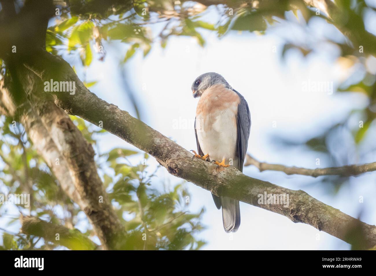 Grey frog hawk, Chinese Sparrowhawk (Accipiter soloensis), male perches ...