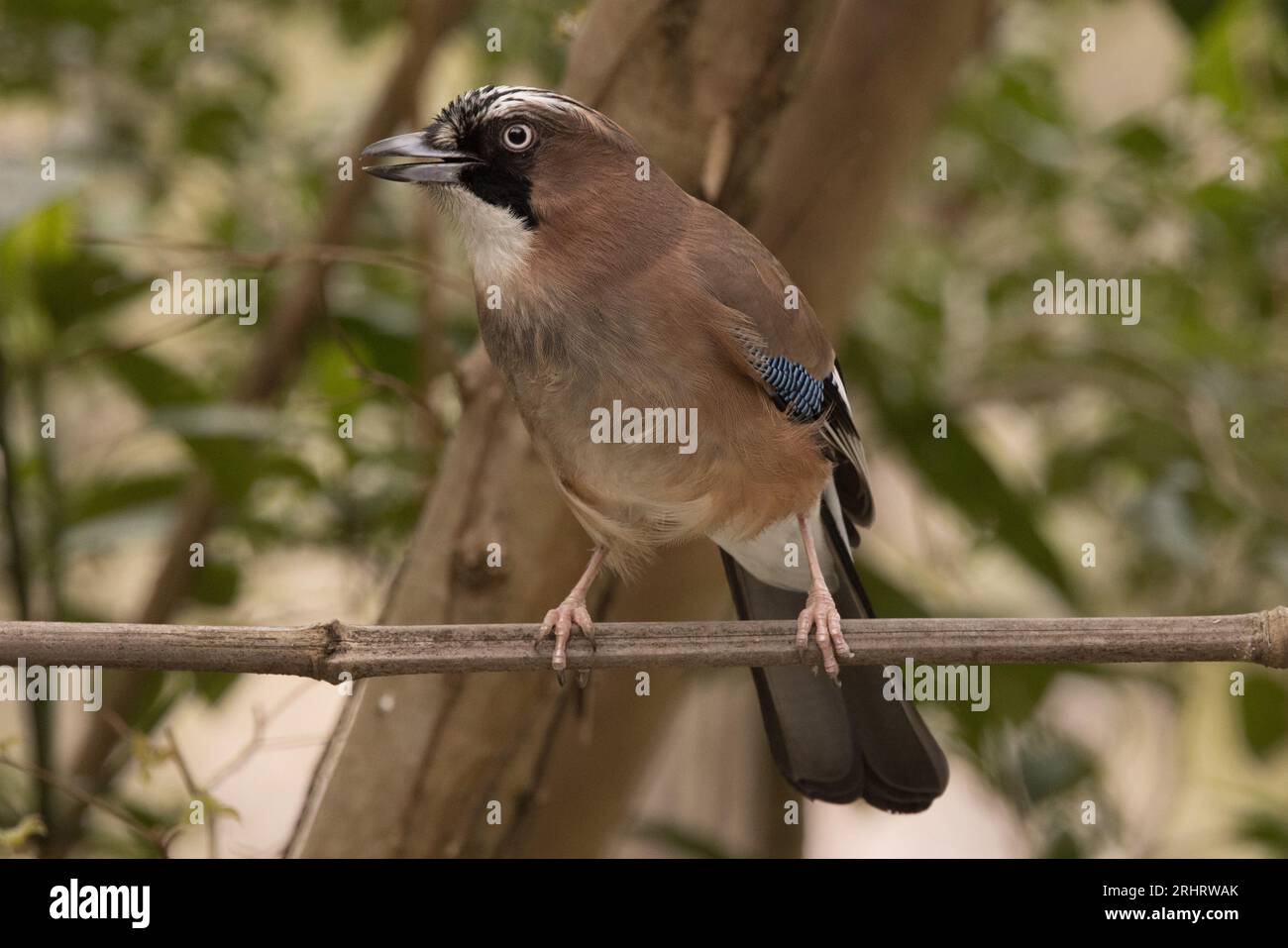 Japanese Jay (Garrulus glandarius japonicus, Garrulus japonicus ...