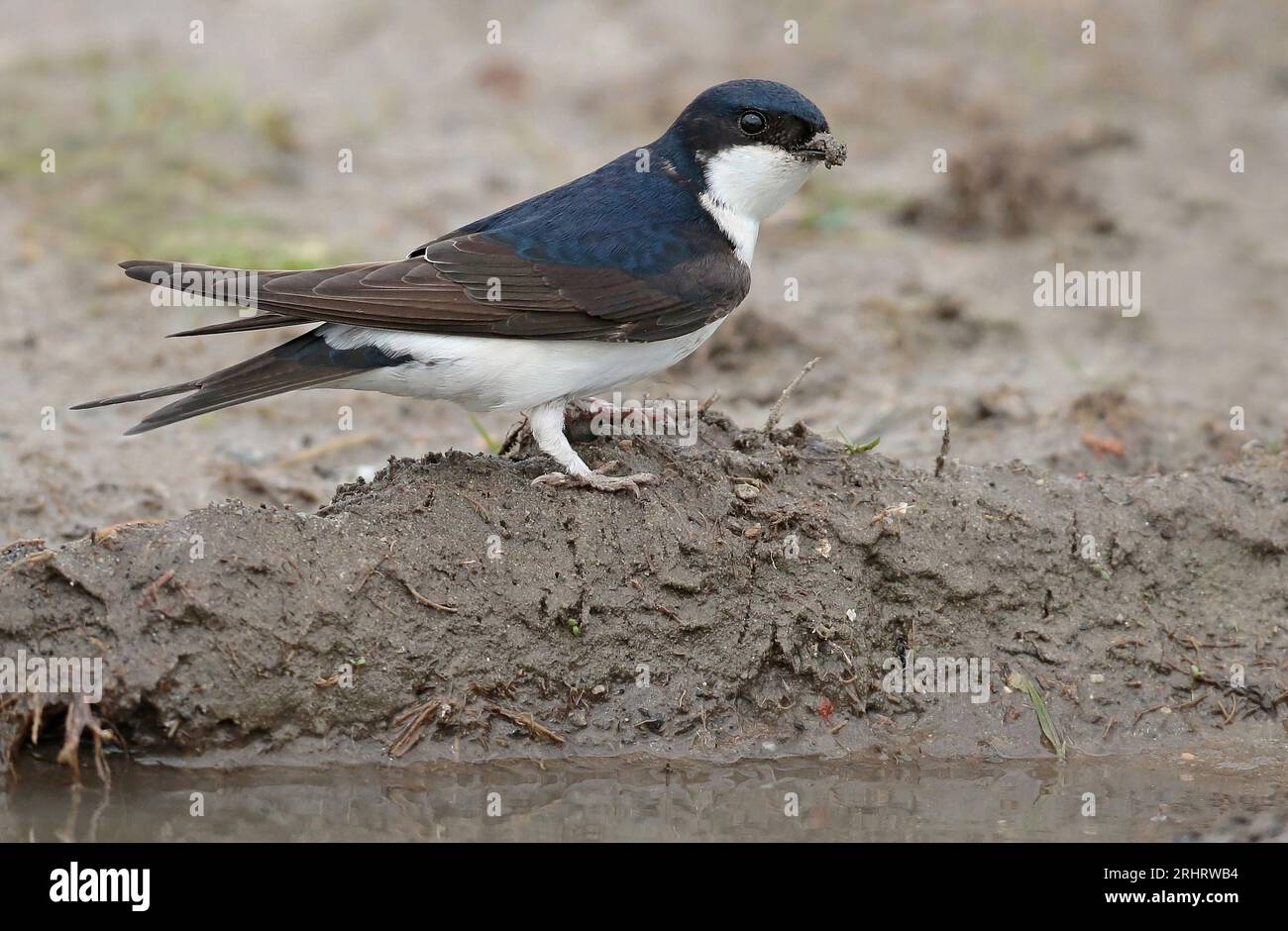 common house martin, western house martin, northern house martin ...