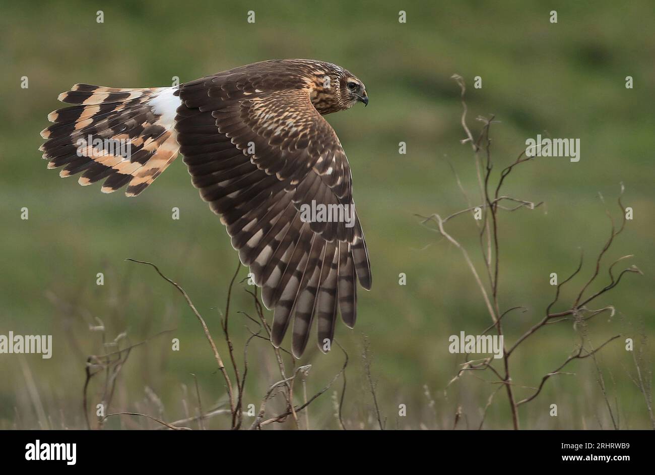 hen harrier (Circus cyaneus), female in flight, side view, Netherlands ...