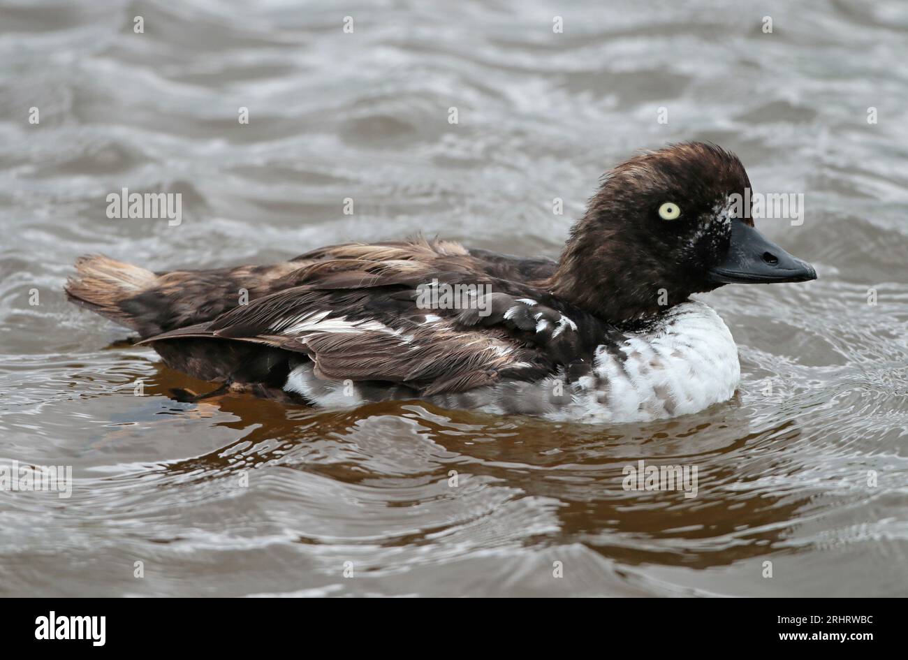 barrow's goldeneye (Bucephala islandica), swimming, Netherlands Stock ...