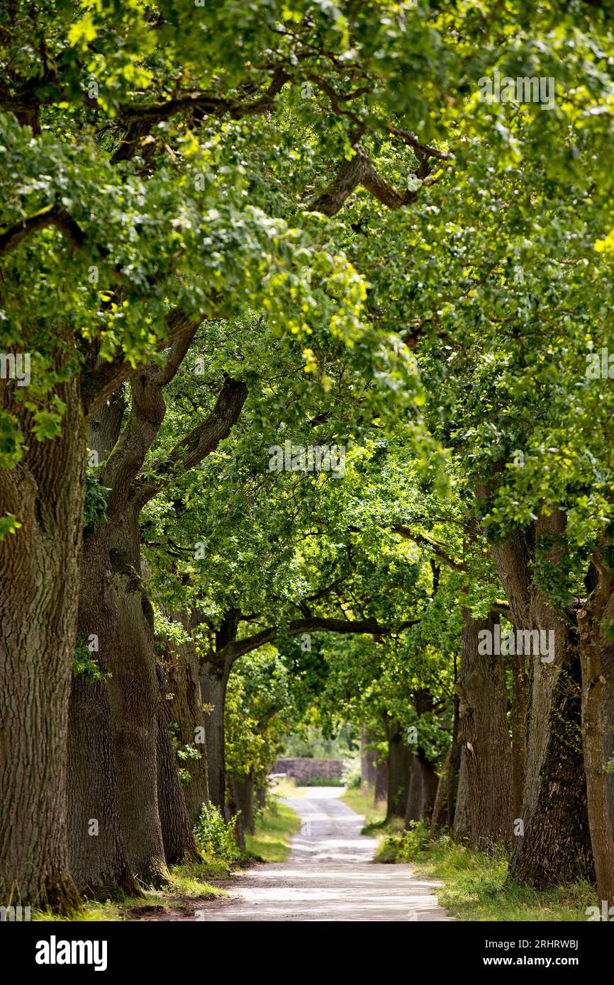Avenue of oaks hi-res stock photography and images - Alamy