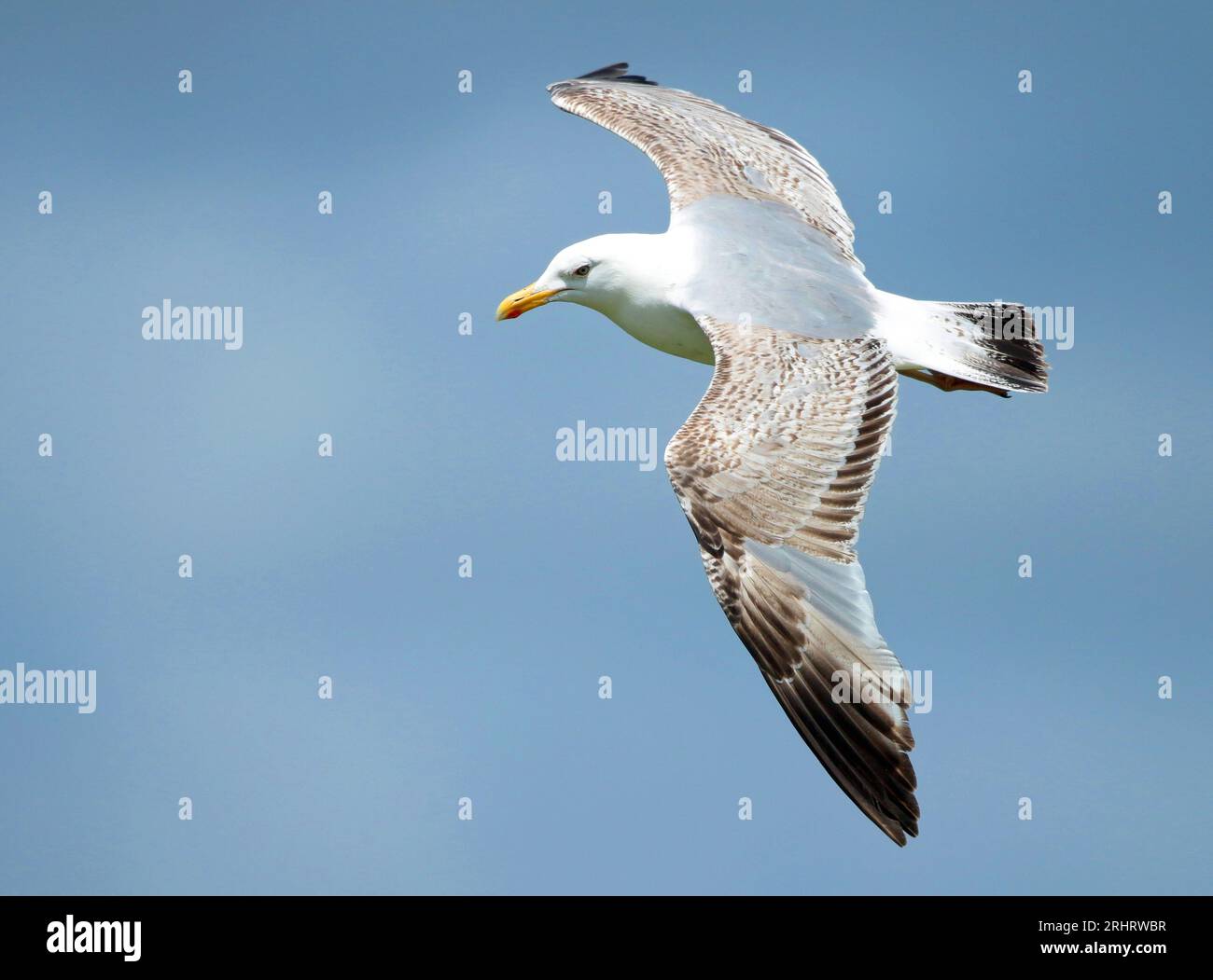 Visscher herring hi-res stock photography and images - Alamy