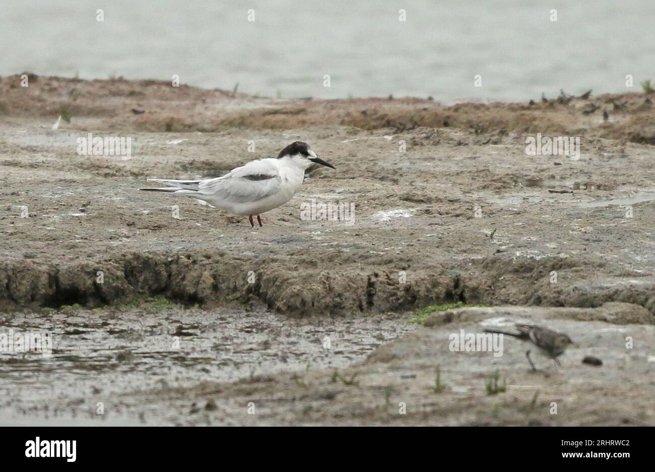 roseate tern (Sterna dougallii), Second calendar year Roseate Tern in ...