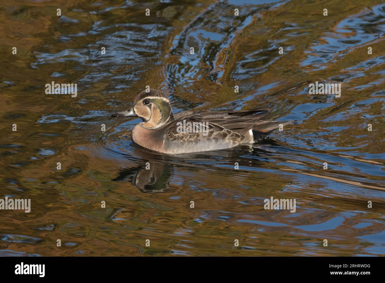 baikal teal (Anas formosa, Nettion formosum, Sibirionetta formosa ...