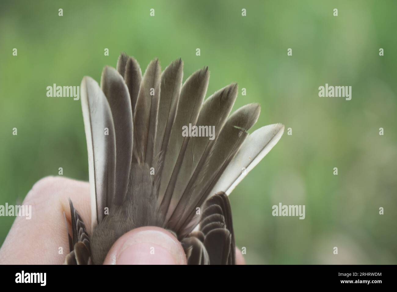 Lesser whitethroat (Sylvia curruca, Curruca curruca), tail feathers ...
